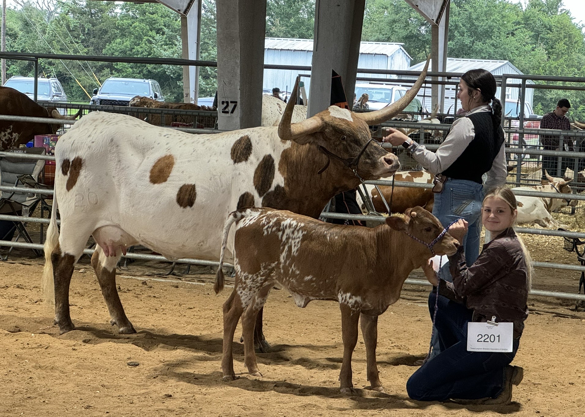 Show Team and Longhorns - The Longhorn Project