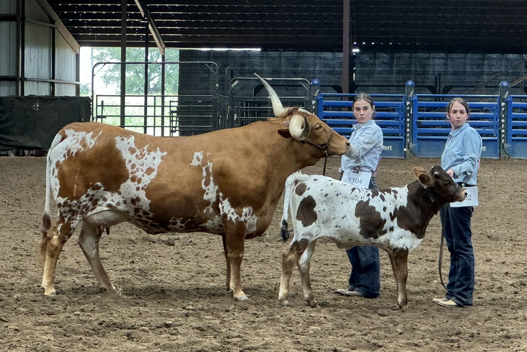 Show Team and Longhorns - The Longhorn Project