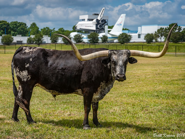 Show Team and Longhorns - The Longhorn Project