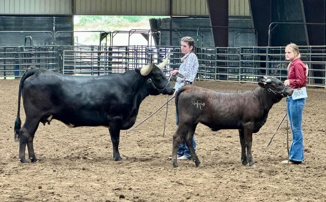 Show Team and Longhorns - The Longhorn Project